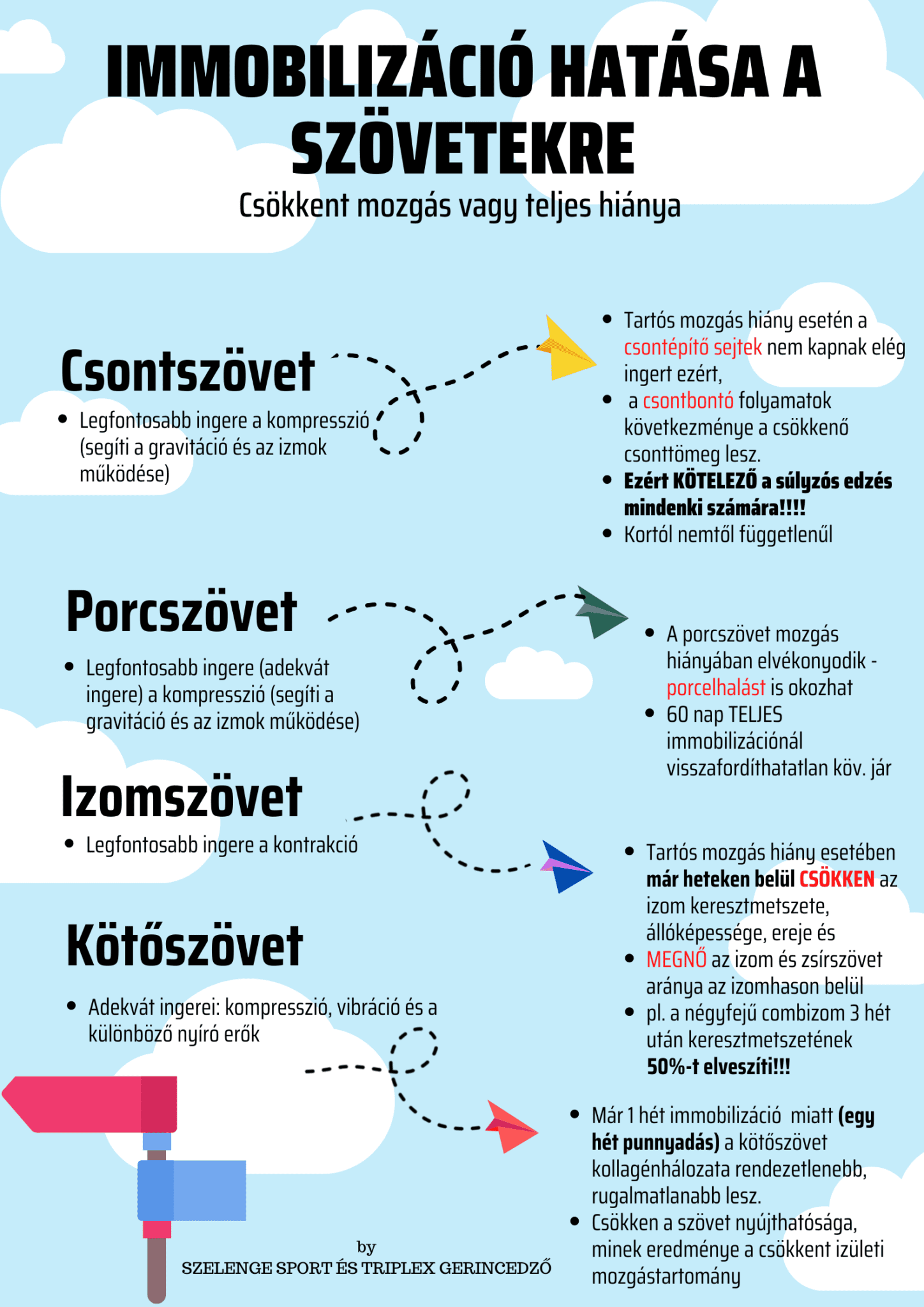Immobilizáció hatása a szövetekre - Szelenge